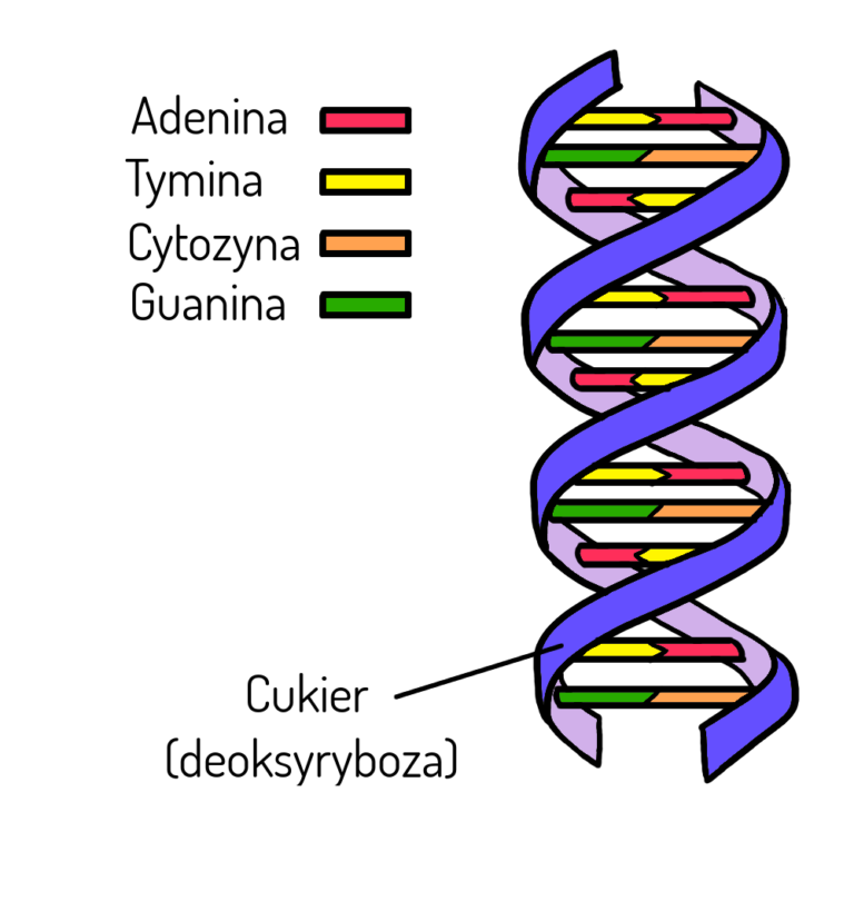 DNA - Centrum Medyczne Meavita | Kraków, Rusznikarska 14